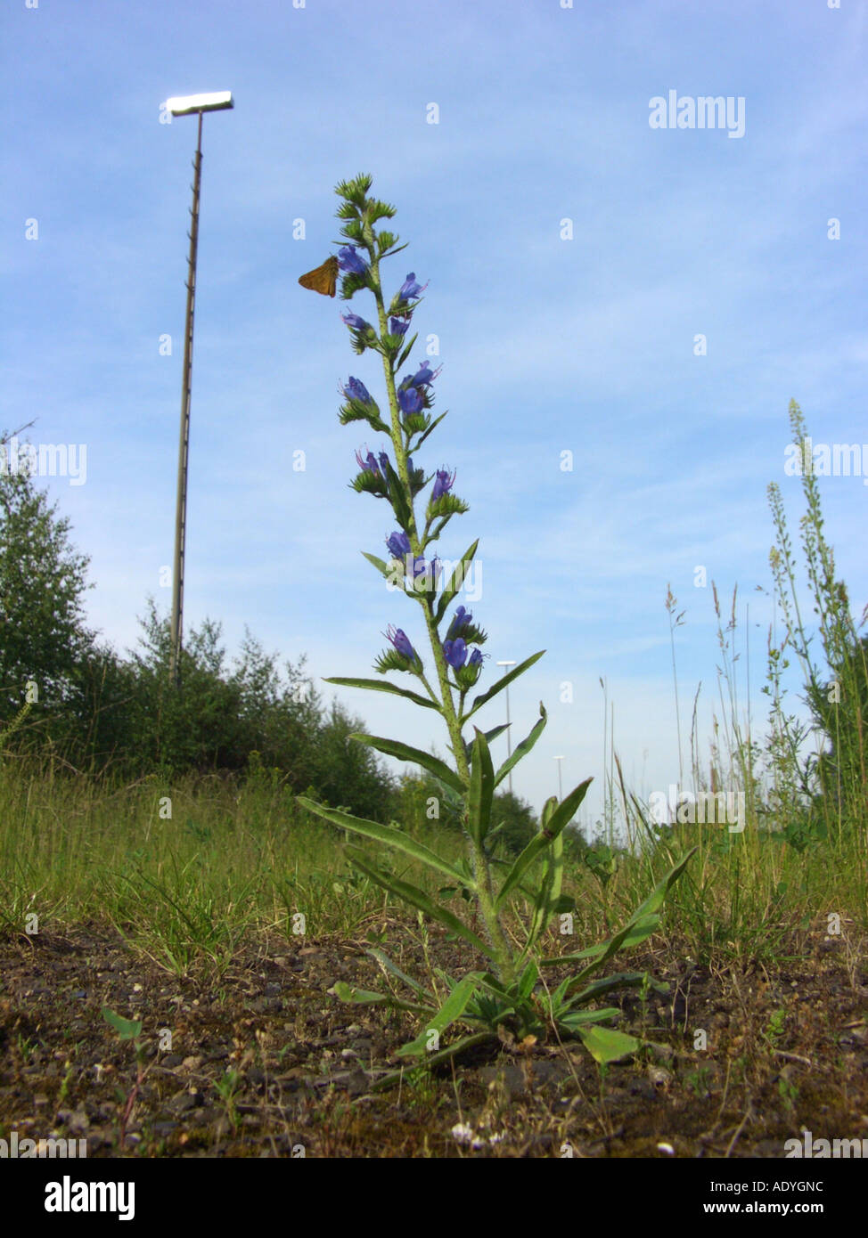 Devil butterfly hi-res stock photography and images - Alamy