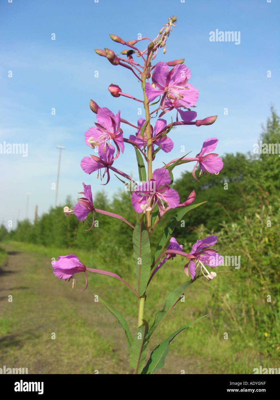 fireweed, blooming sally, rosebay willow-herb, great willow-herb ...