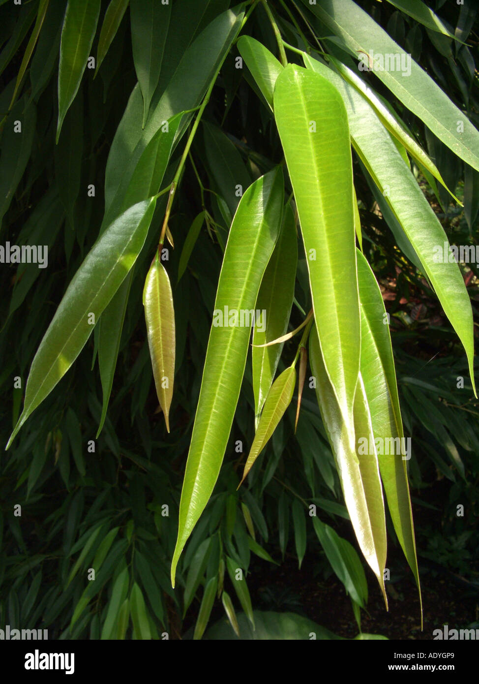 Binnendykii alii hi-res stock photography and images - Alamy