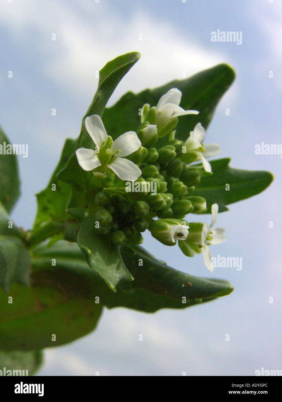 field penny-cress, pennycress (Thlaspi arvense), inflorescence aiganist ...