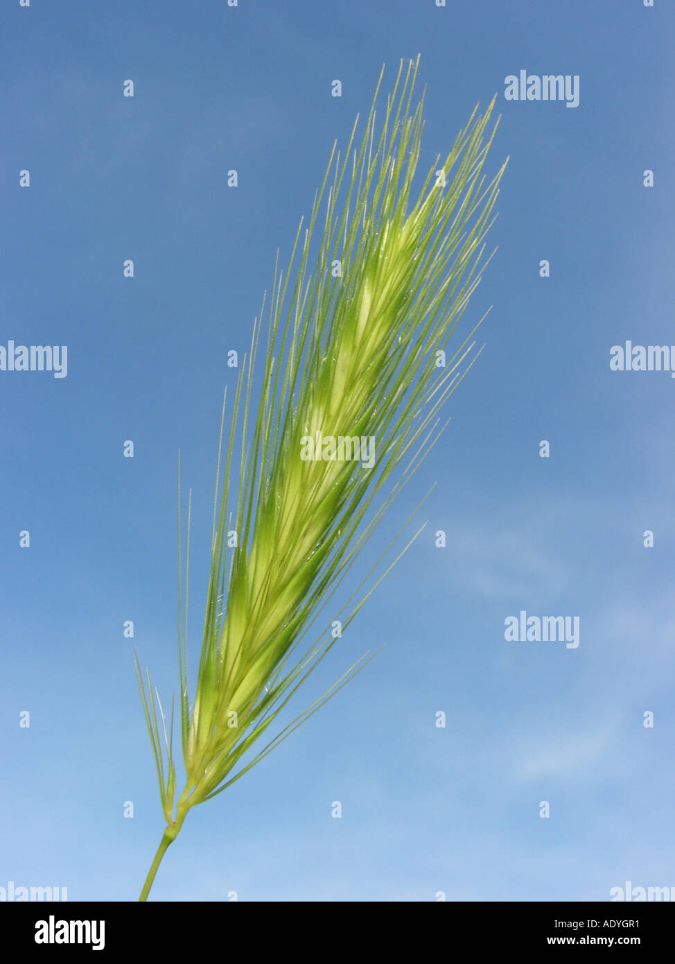 Ssp S High Resolution Stock Photography and Images - Alamy