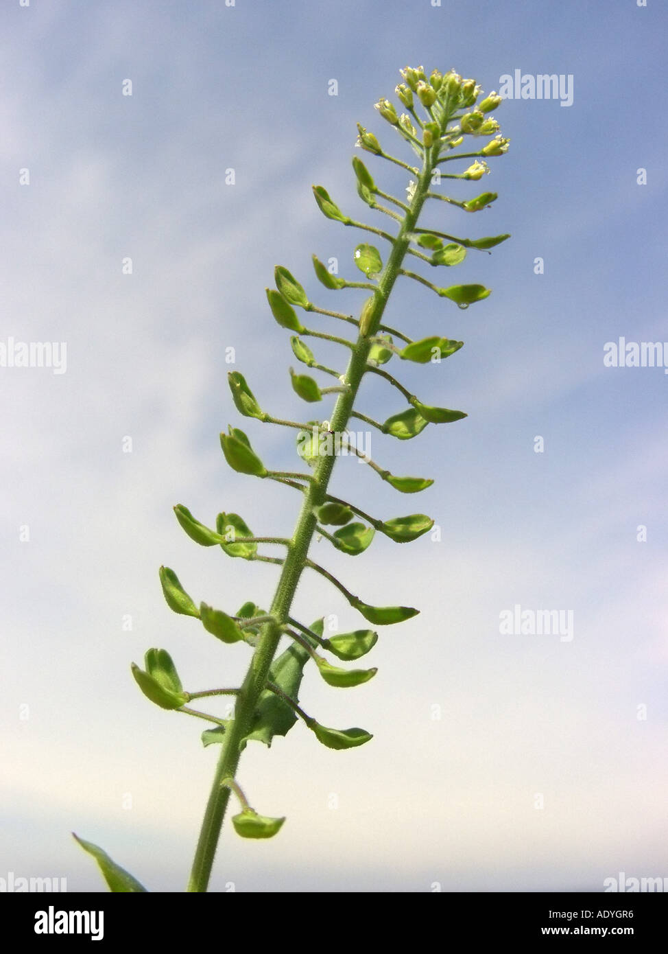 Inflorescences field mustard hi-res stock photography and images - Alamy