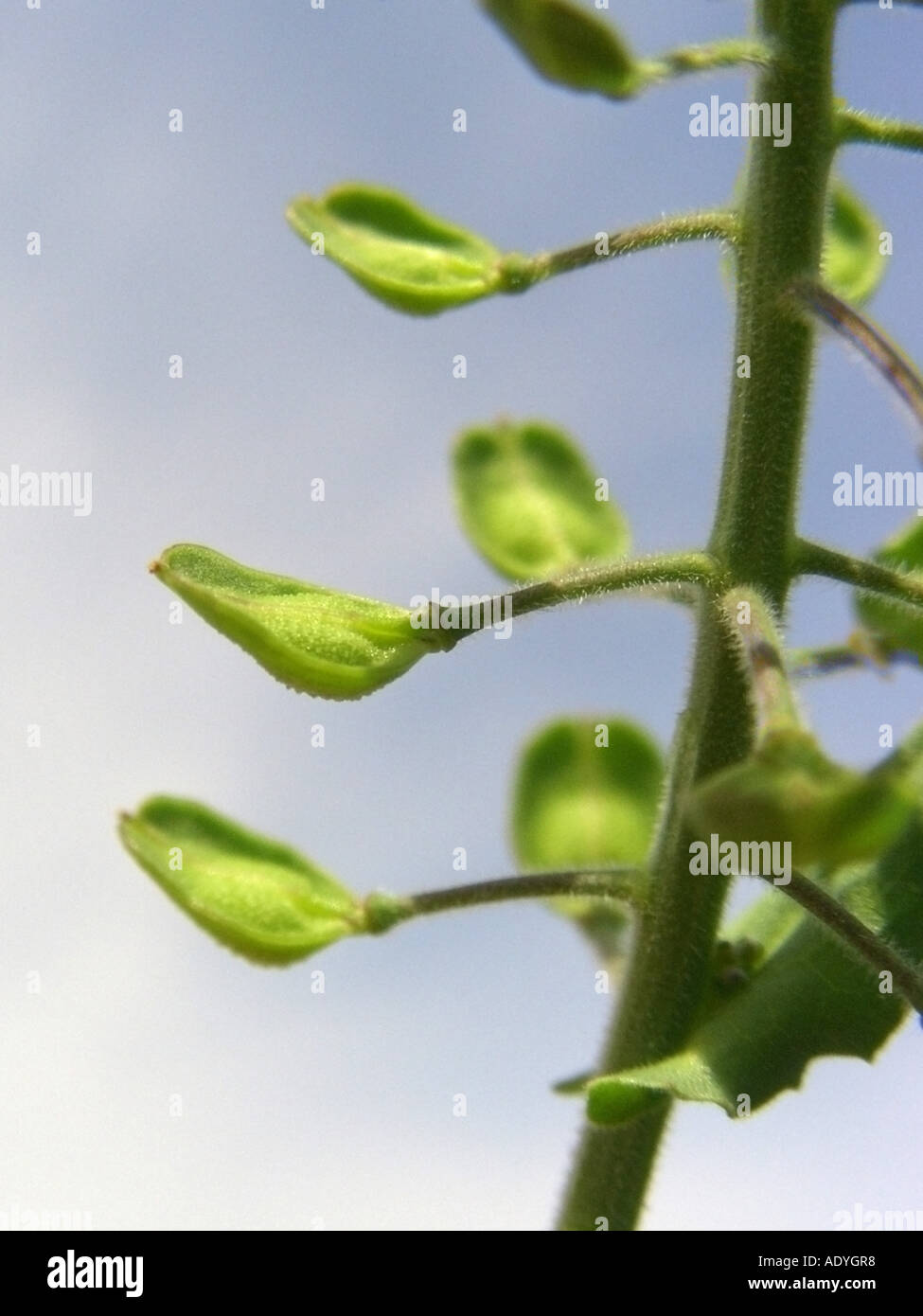 field pepperwort (Lepidium campestre), fruits against blue sky Stock ...