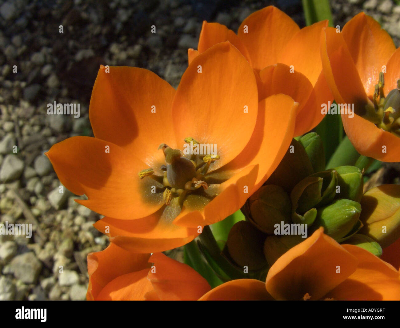 Orange sleepydick (Ornithogalum dubium), flower Stock Photo - Alamy
