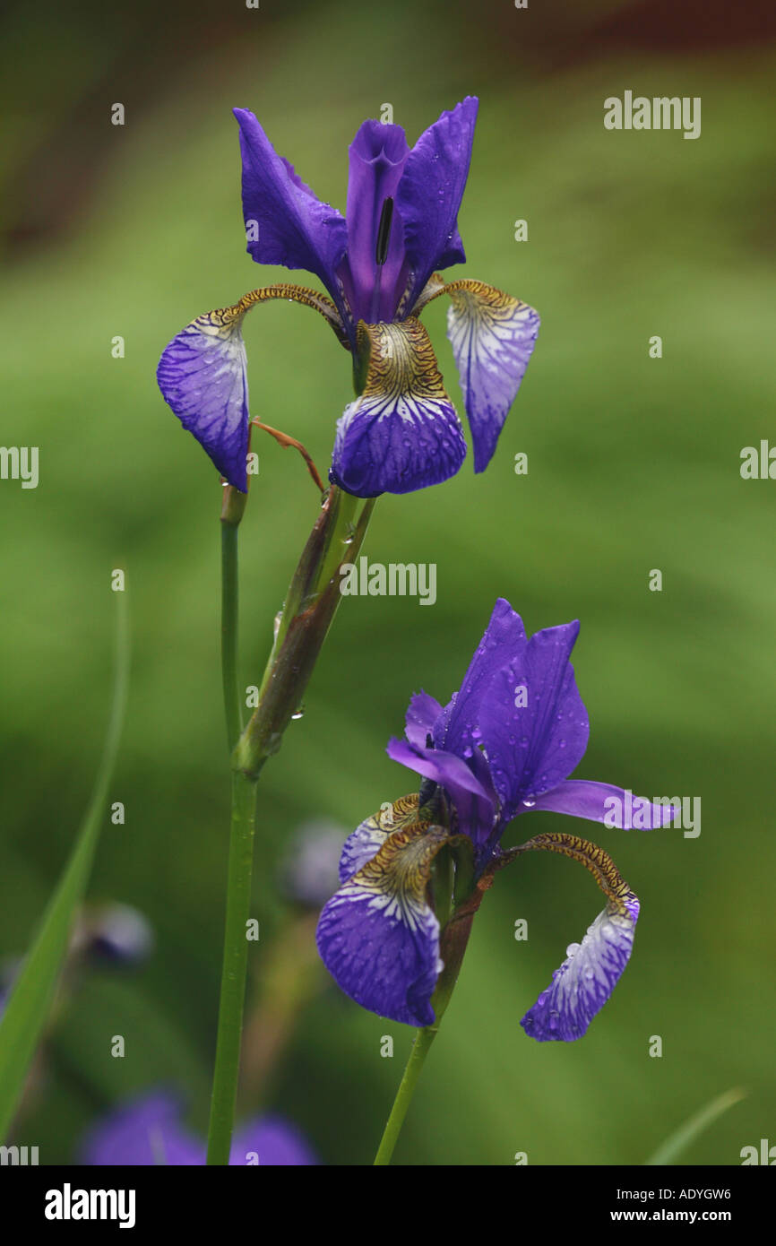 Siberian iris perennials hi-res stock photography and images - Alamy