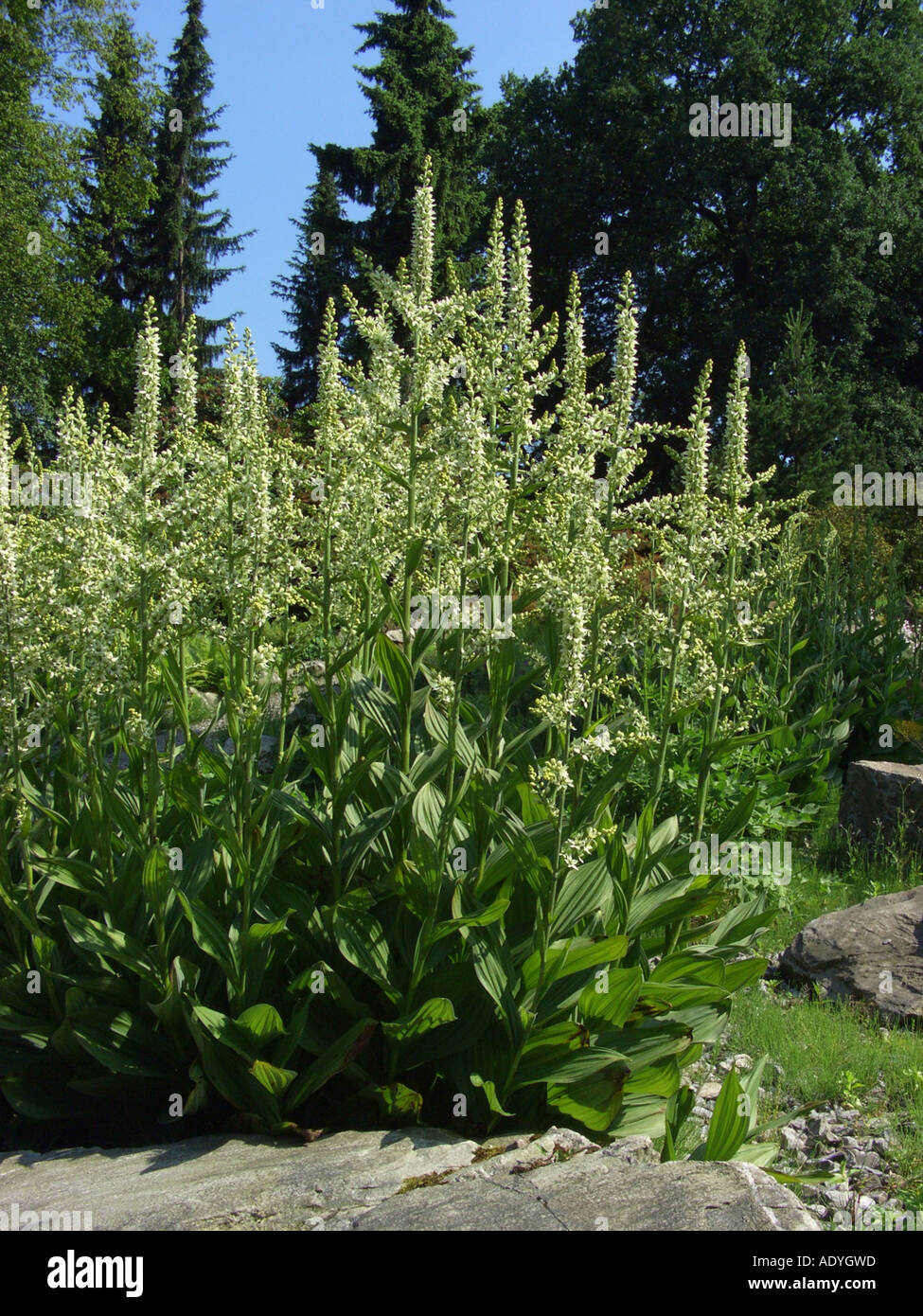 false helleborine, white hellebore (Veratrum album), blooming Stock Photo - Alamy