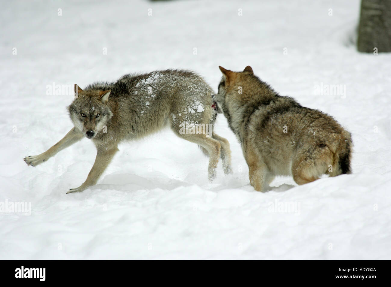 Crouching wolf hi-res stock photography and images - Alamy