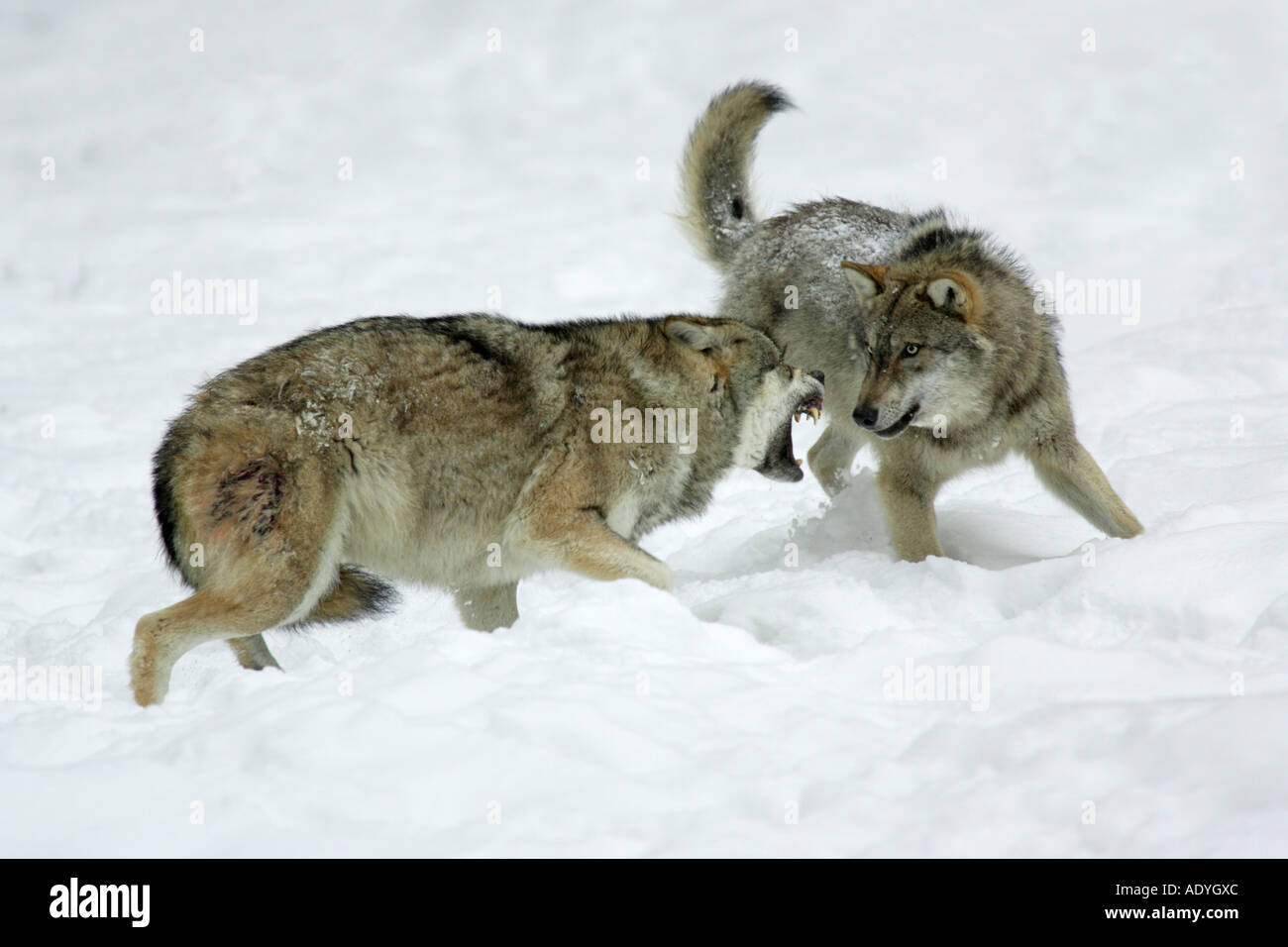 Crouching wolf hi-res stock photography and images - Alamy
