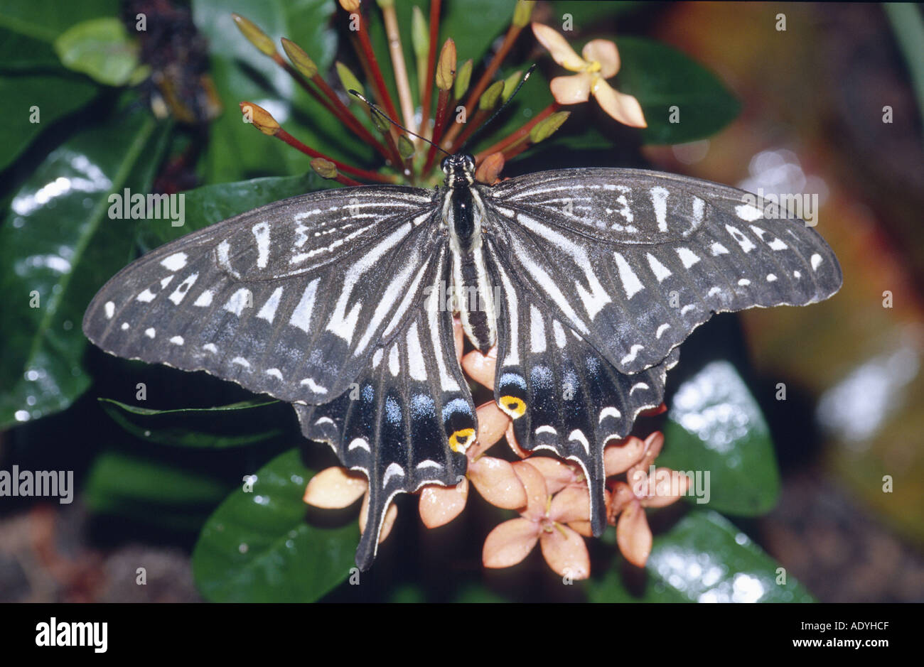 Japanese swallowtail, Asian swallowtail, citrus swallowtail (Papilio ...