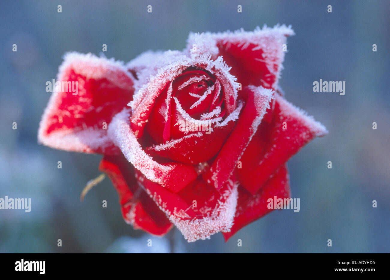Rote rosen frost hi-res stock photography and images - Alamy