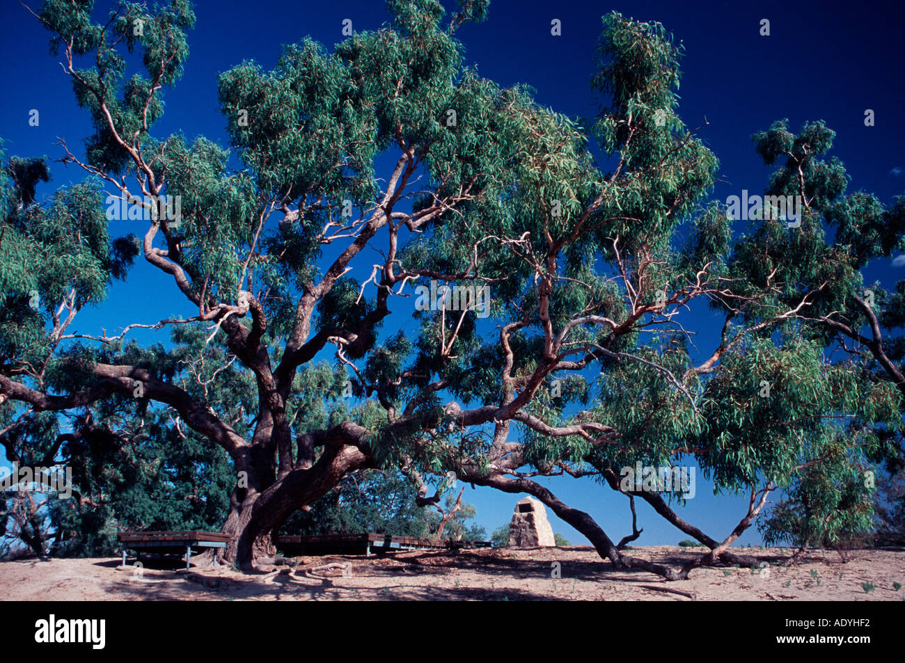 The Dig Tree camp 65 Stock Photo - Alamy