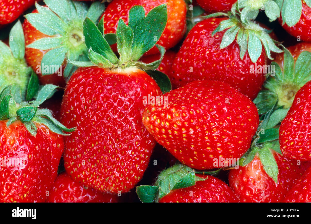 hybrid strawberry, garden strawberry (Fragaria x ananassa), fruits ...