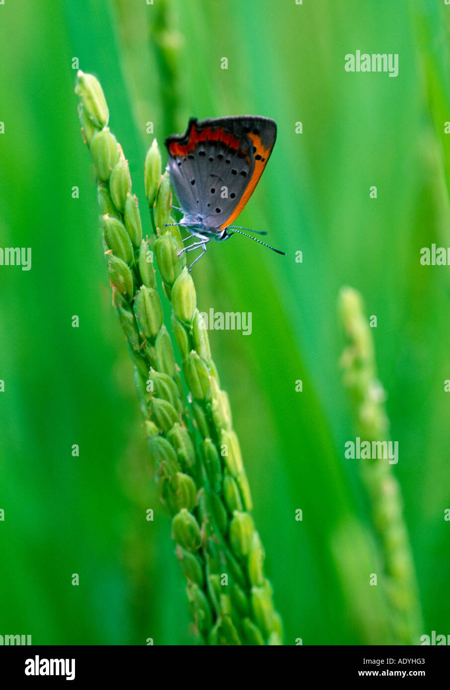 Rice insect hi-res stock photography and images - Alamy