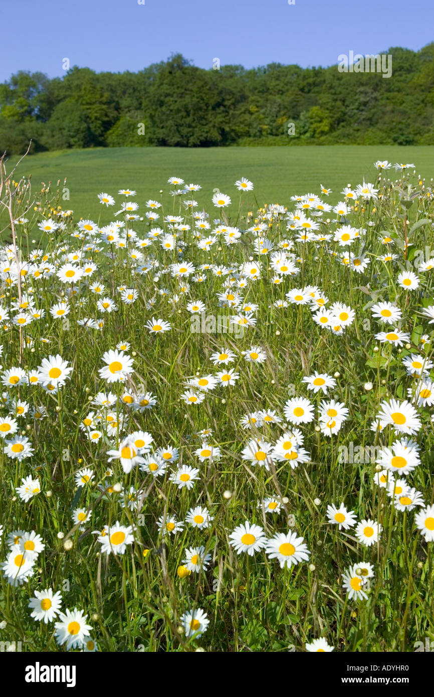 Typical Spring landscape in the North Dows near Gravesend Kent Stock ...
