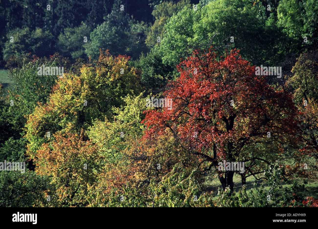 Naturalistic colors hi-res stock photography and images - Alamy