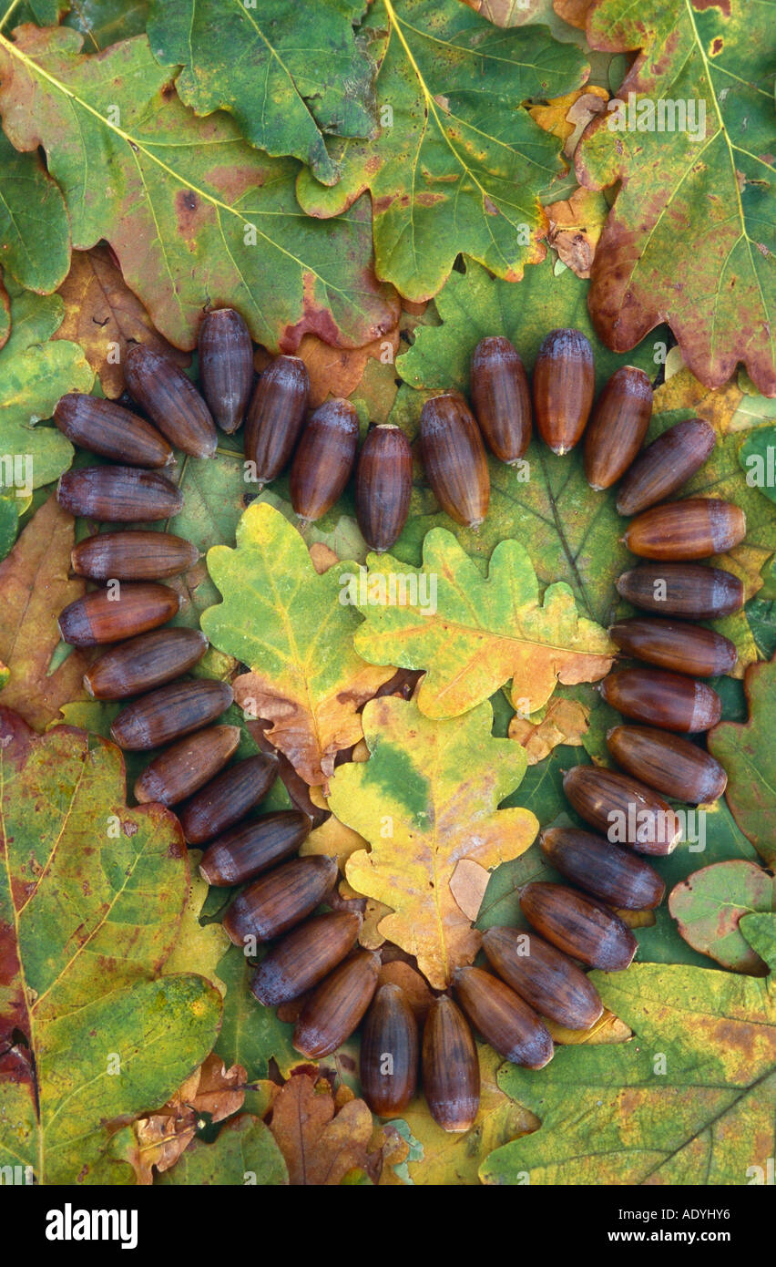 Heart of acorn Autumn colors in west-europe Stock Photo - Alamy