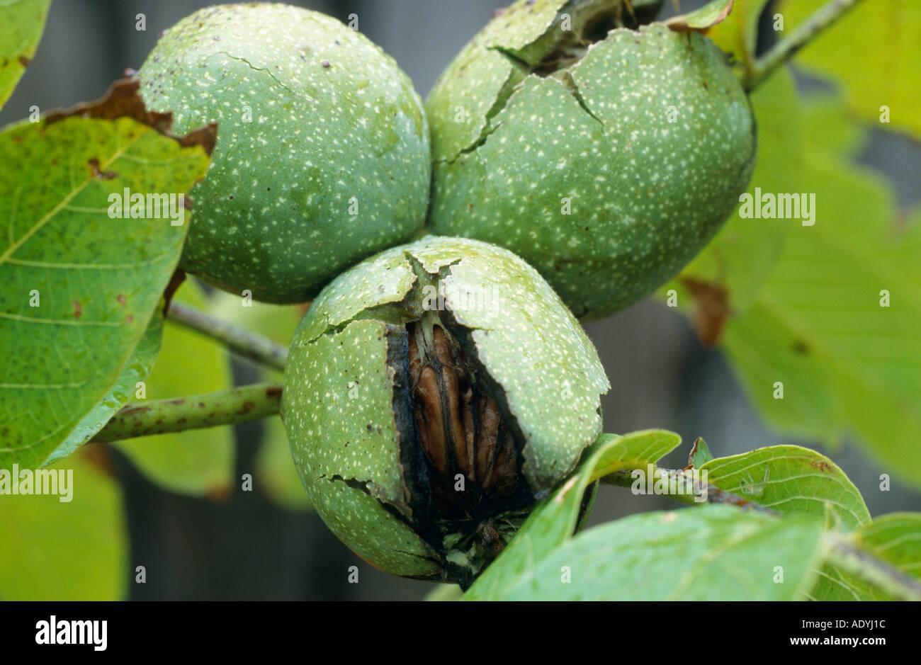 walnut (Juglans regia), green outer layers of fruits dehiscing Stock ...