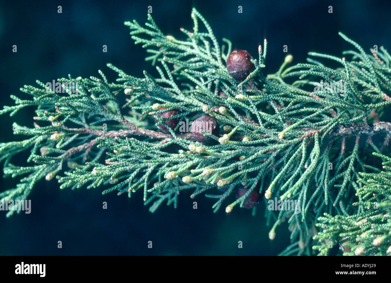 Phoenician juniper (Juniperus phoenicea), twig with fruits Stock Photo ...