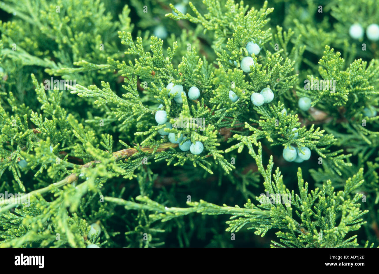 Savine juniperus sabina hi-res stock photography and images - Alamy