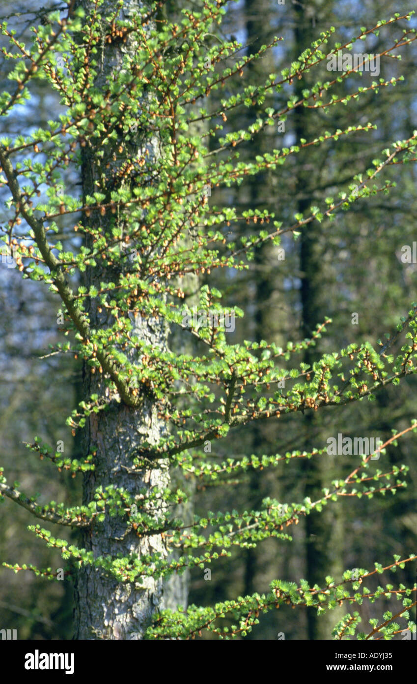 common larch, European larch (Larix decidua), tree with young needles ...