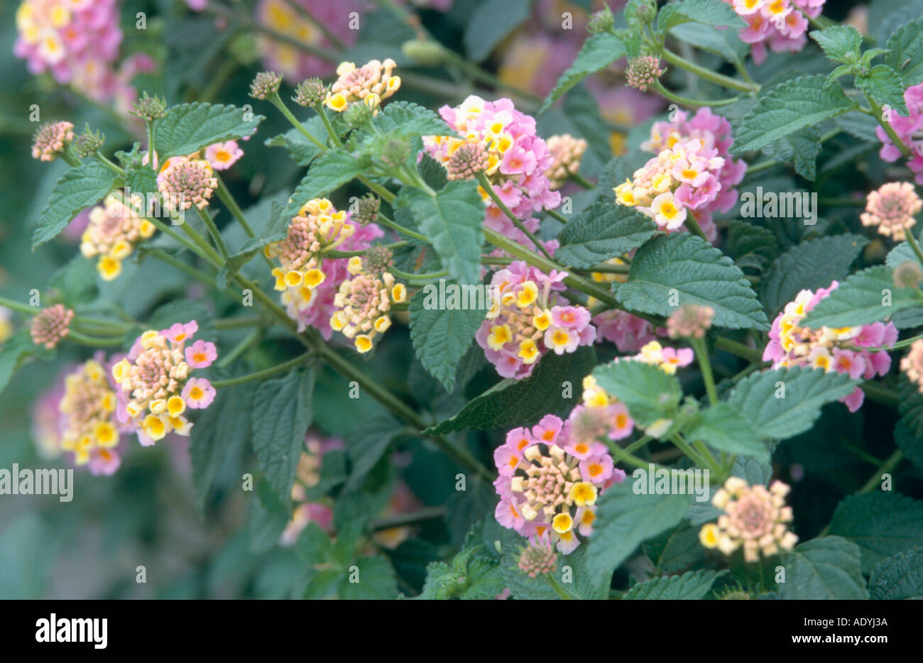 lantana (Lantana camara), blooming plant, America Stock Photo - Alamy