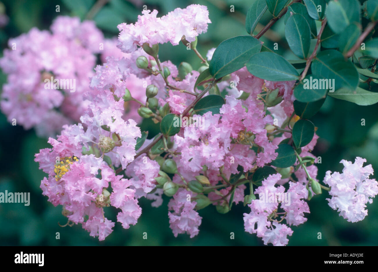 Bao fan flower, itch-fear tree, monkey slip tree, crepe myrtle ...
