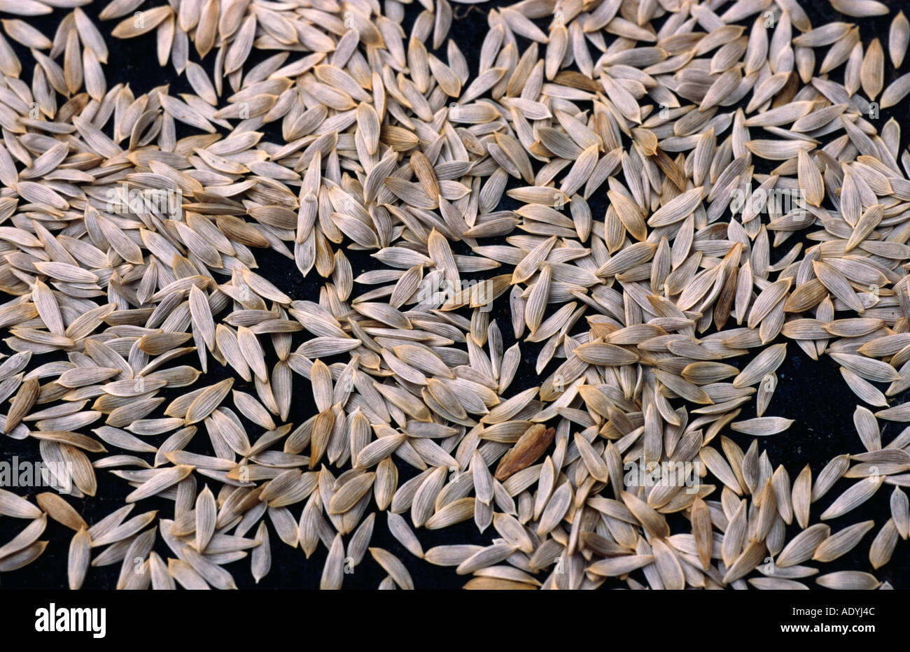 Lactuca Sativa Seed Stock Photos & Lactuca Sativa Seed Stock Images - Alamy