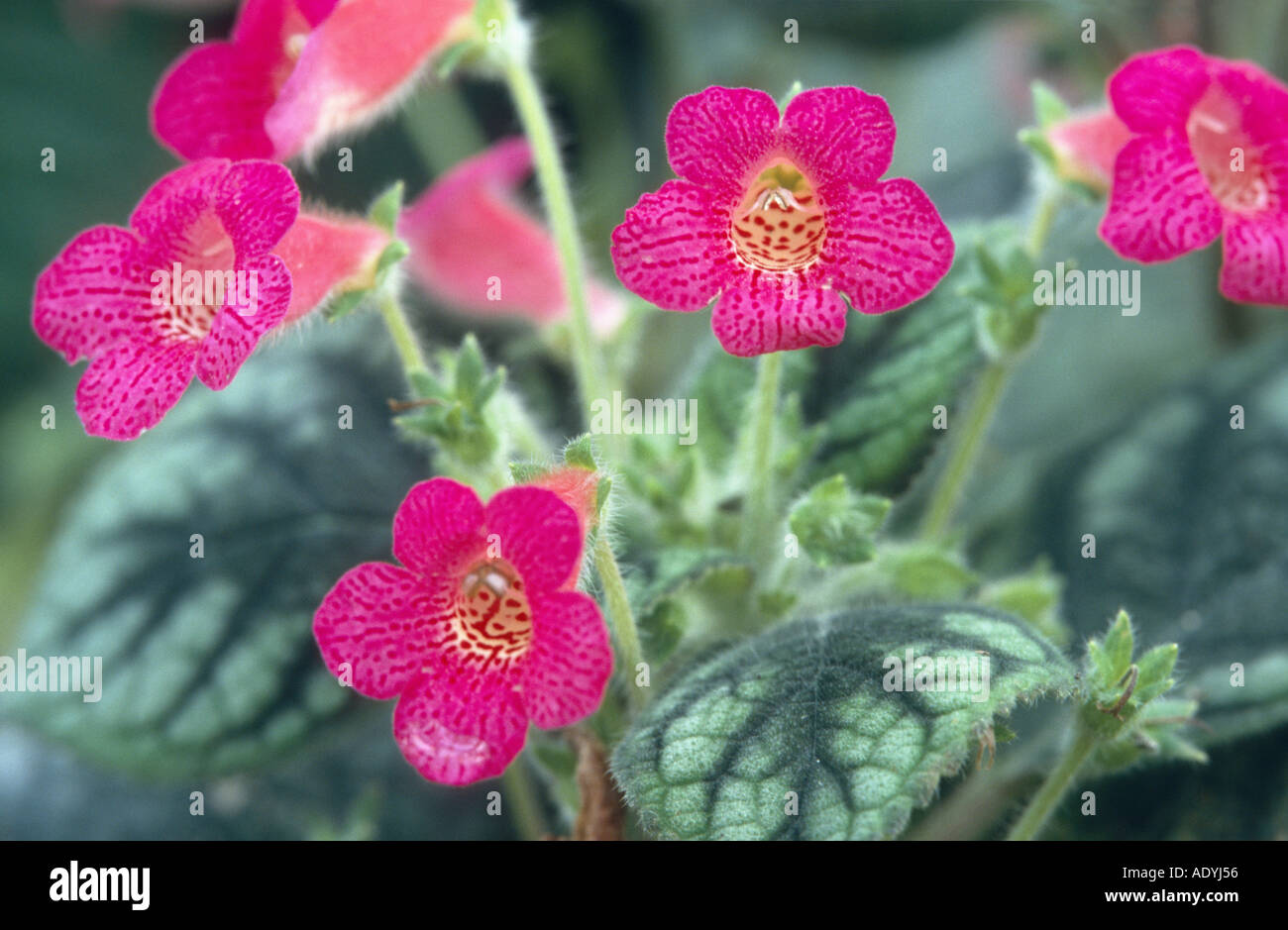 Kohleria kohleria amabilis hi-res stock photography and images - Alamy