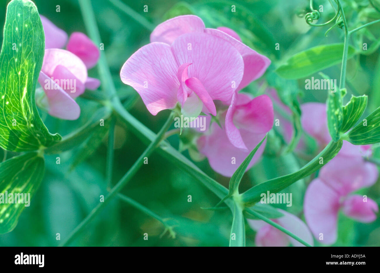 everlasting pea, perennial pea, broad-leaf peavine (Lathyrus latifolius ...