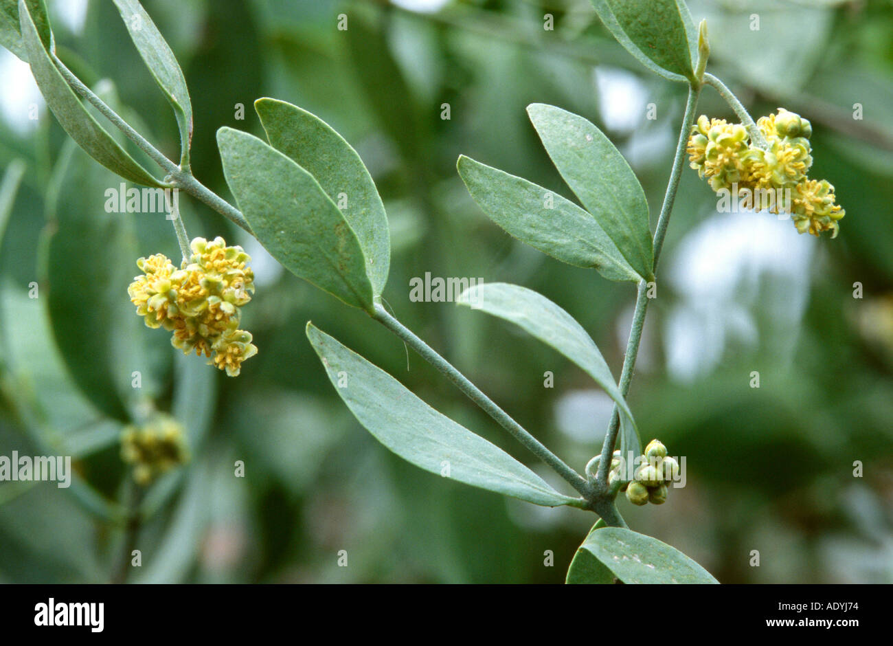 jojoba (Simmondsia chinensis), Mexico Stock Photo - Alamy