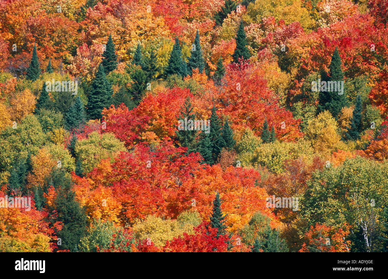 Naturalistic colors hi-res stock photography and images - Alamy