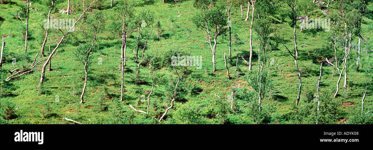 white birch, silver birch (Betula alba), destroyed as an open forest on ...
