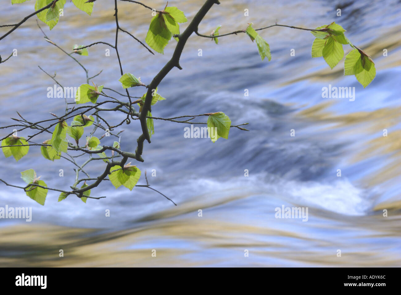 common beech (Fagus sylvatica), twig with leaves with brook behind ...