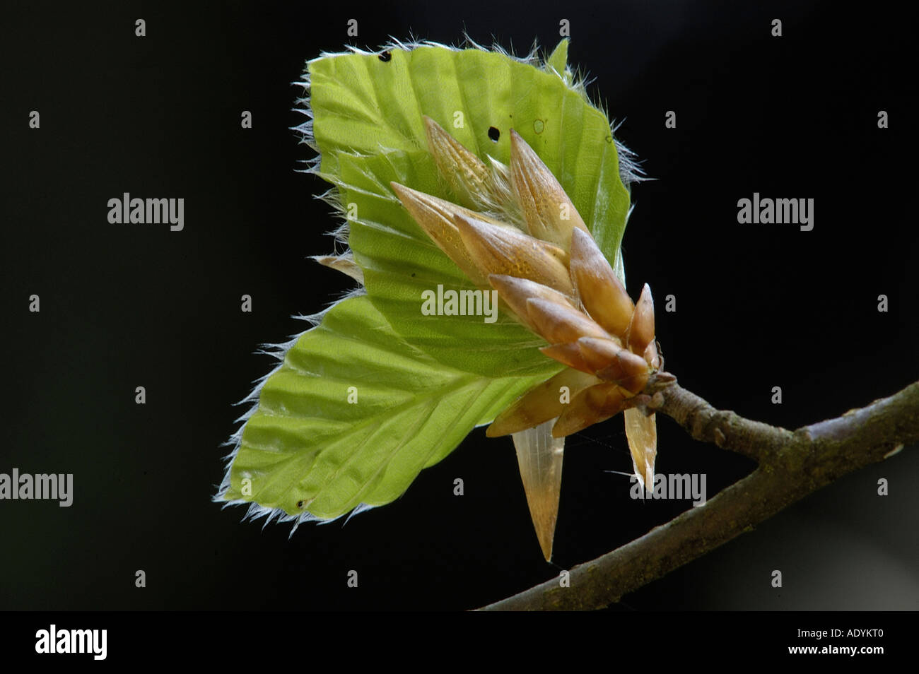 Kellerwald mountain range hi-res stock photography and images - Alamy