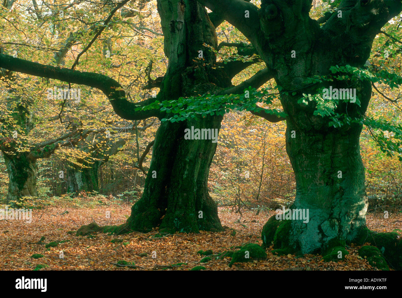 Kellerwald mountain range hi-res stock photography and images - Alamy