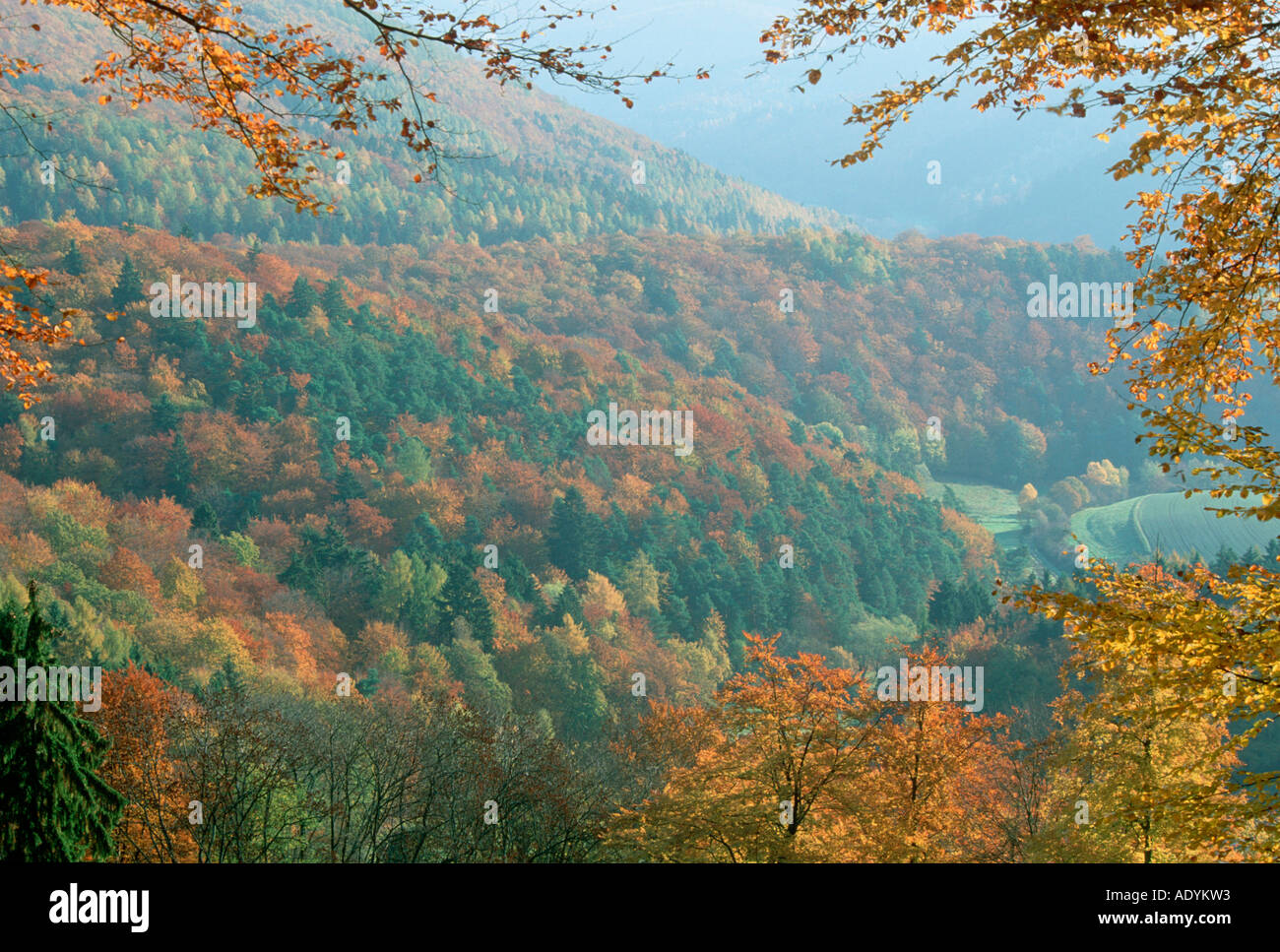 im Nationalpark Kellerwald Edersee Deutschland Stock Photo - Alamy