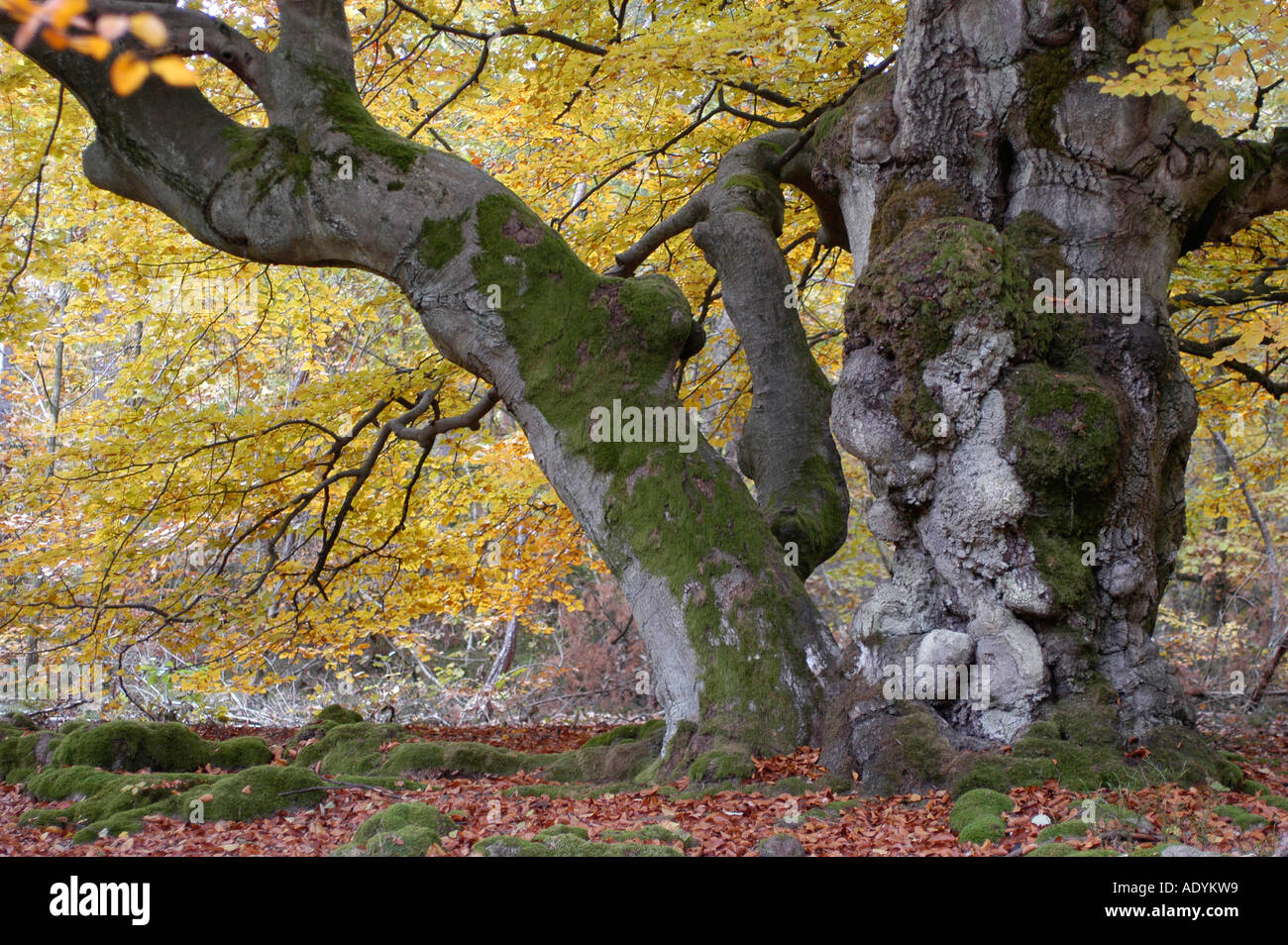 Kellerwald mountain range hi-res stock photography and images - Alamy