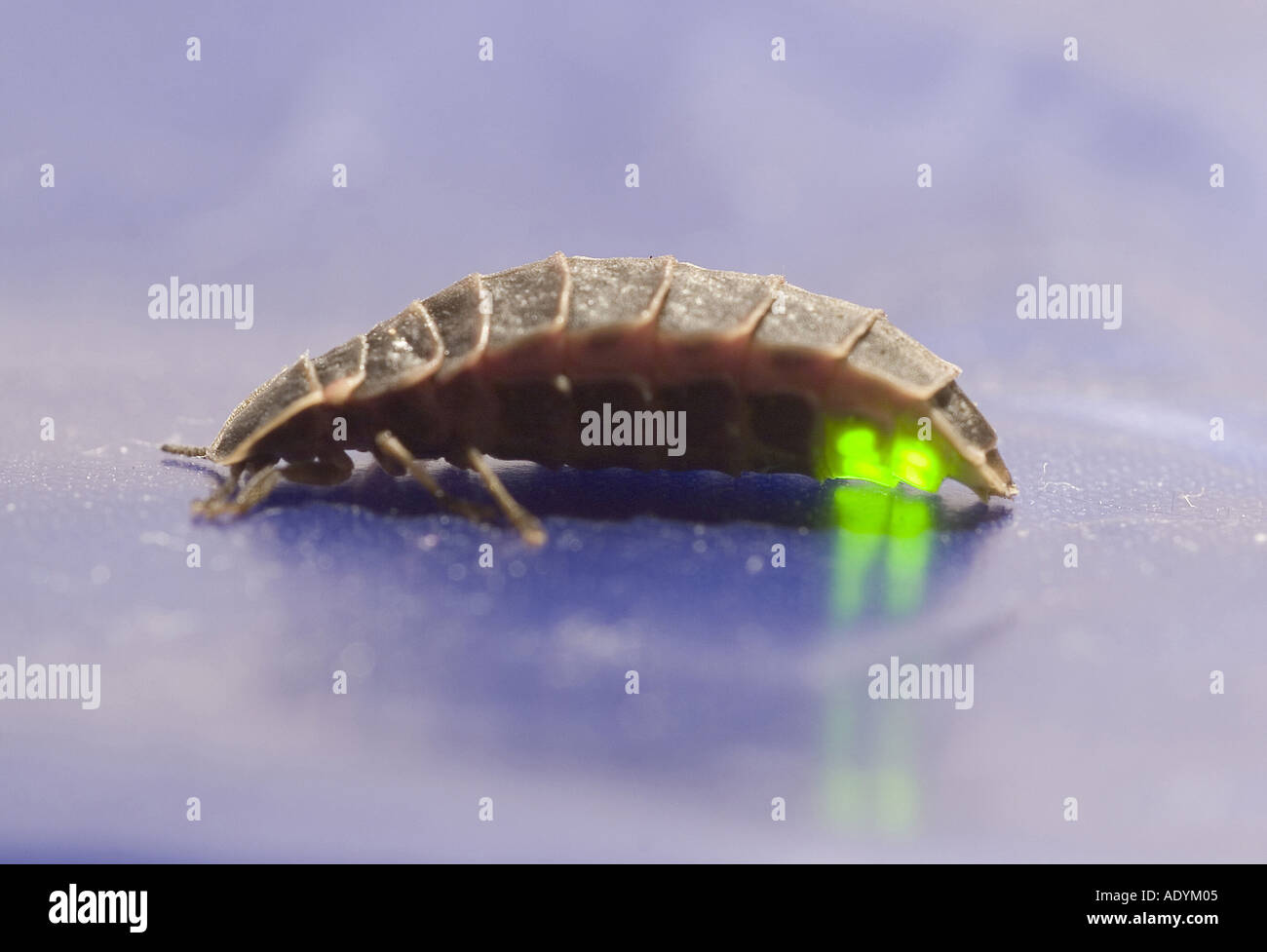 glowworm, glow-worm, great European glow-worm beetle (Lampyris ...