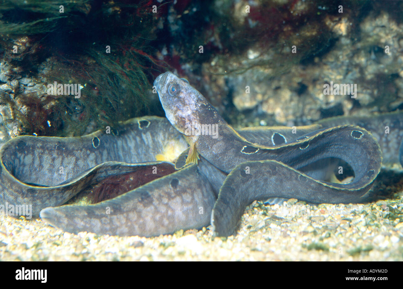 Gunnel fish hi-res stock photography and images - Alamy