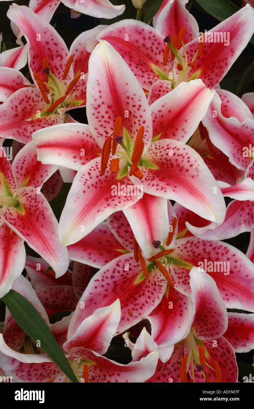 Lilium yellow star hi-res stock photography and images - Alamy