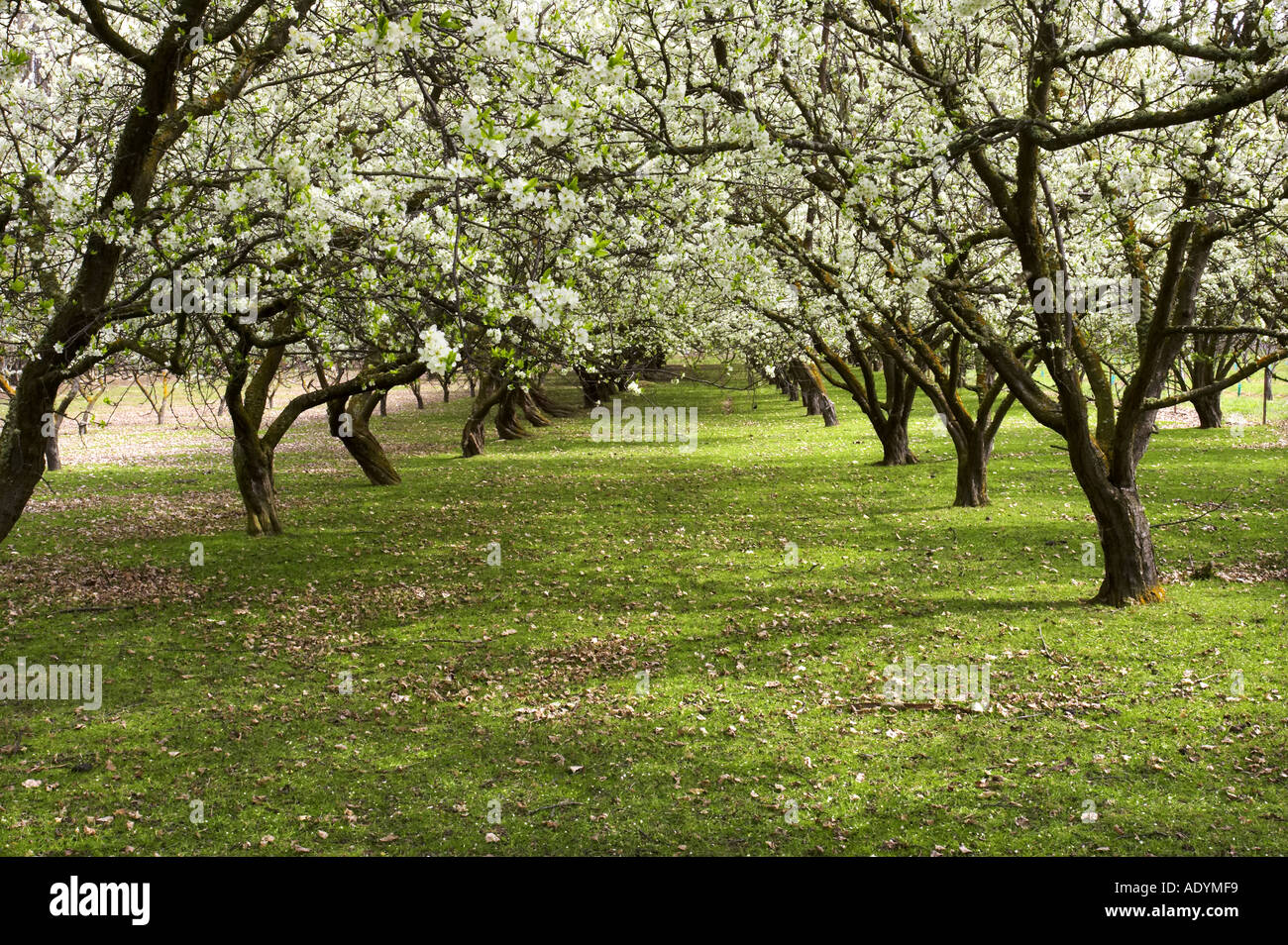 Orchard in spring cromwell central hi-res stock photography and images ...