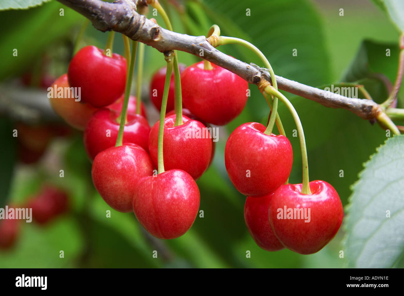 Cherry orchard new zealand hi-res stock photography and images - Alamy