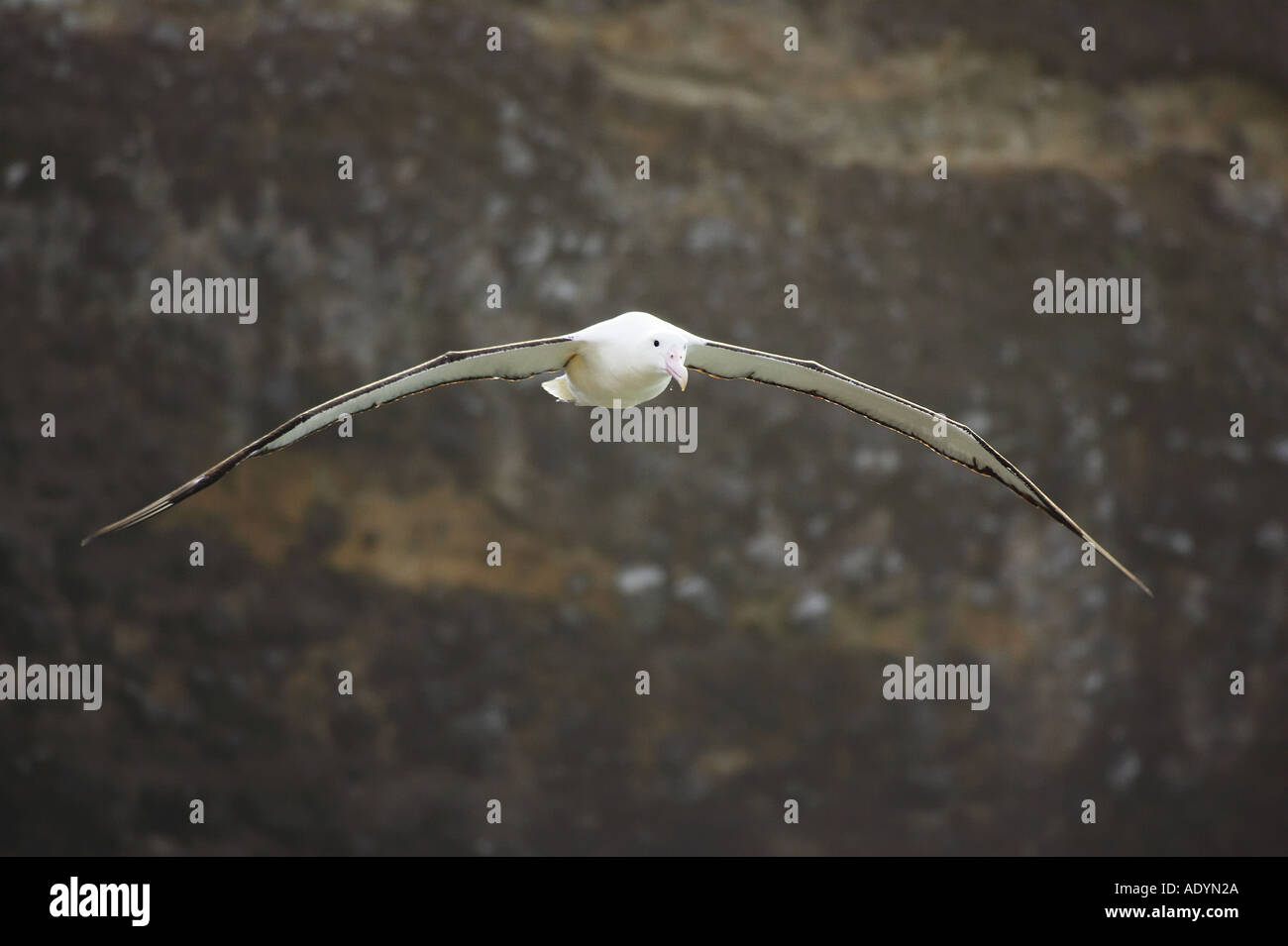 Royal Albatross Taiaroa Head Otago Peninsula Dunedin South Island New ...