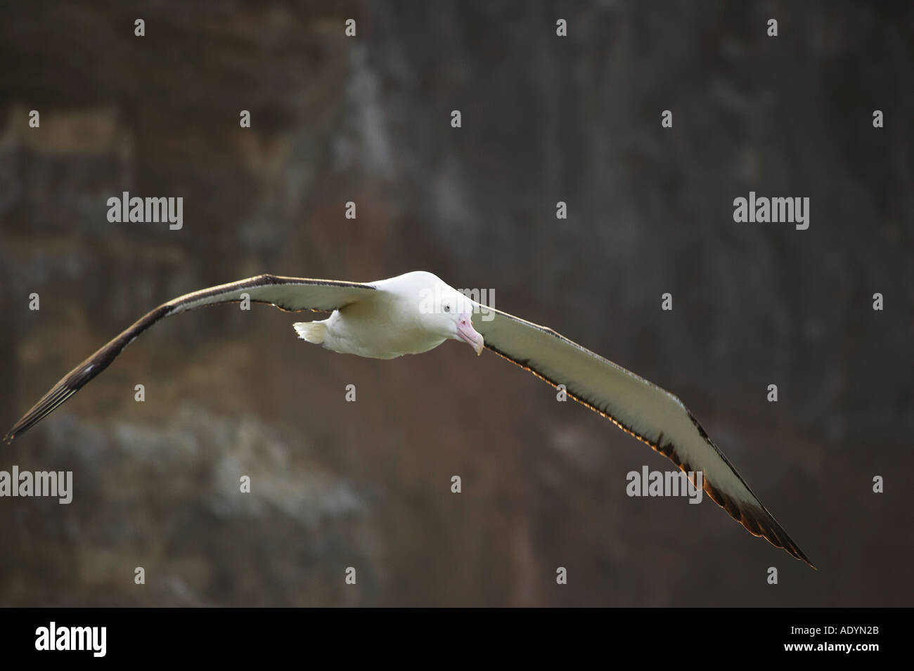Royal Albatross Taiaroa Head Otago Peninsula Dunedin South Island New ...