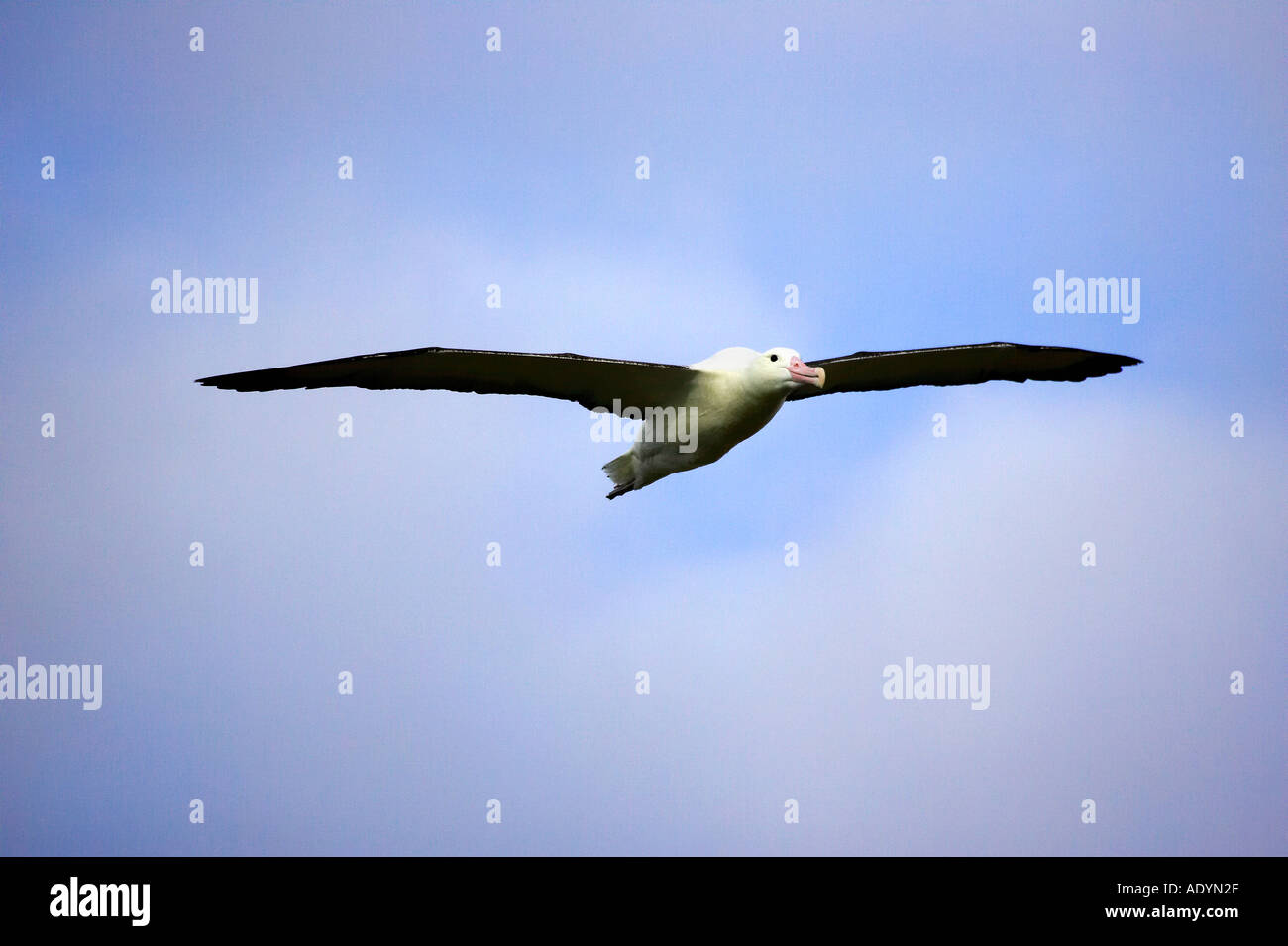 Royal Albatross Taiaroa Head Otago Peninsula Dunedin South Island New ...