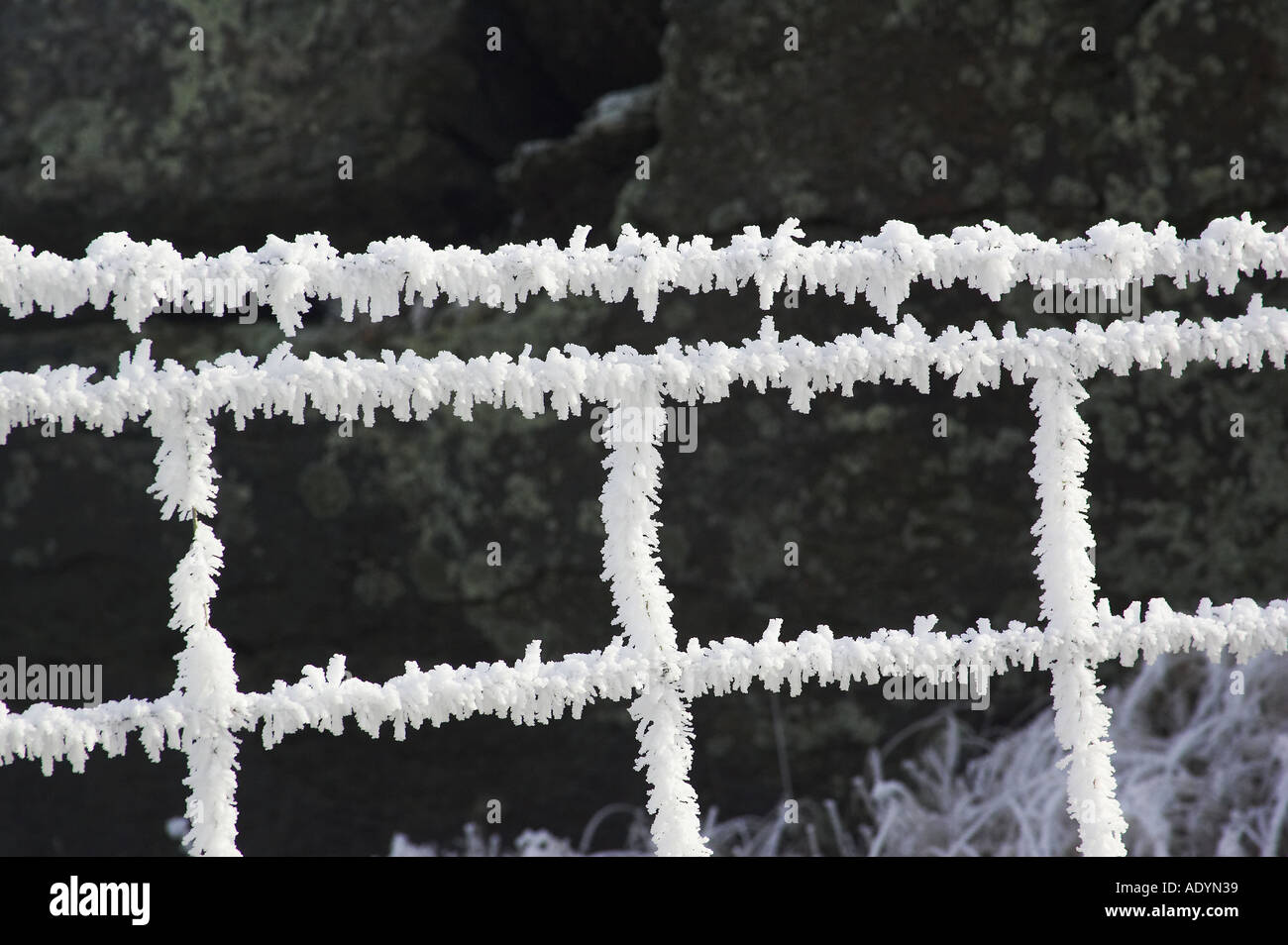 Frosty Wire Fence Sutton Otago South Island New Zealand Stock Photo - Alamy