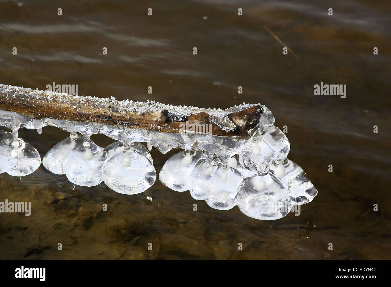 Round Icicles Hanging off Stick Taieri River Sutton Otago South Island ...