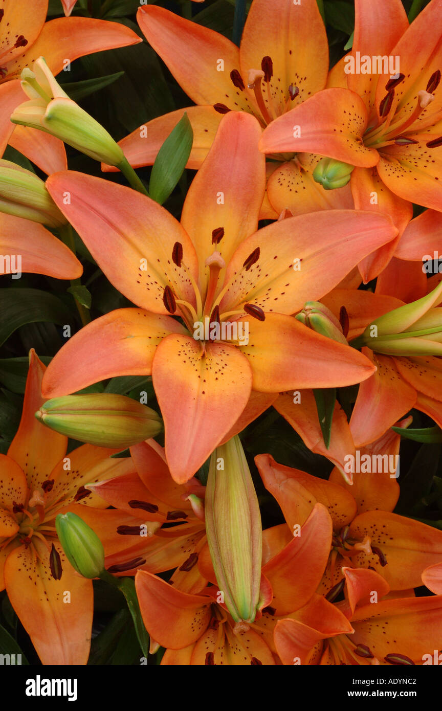Lilium Royal Sunset Stock Photo - Alamy