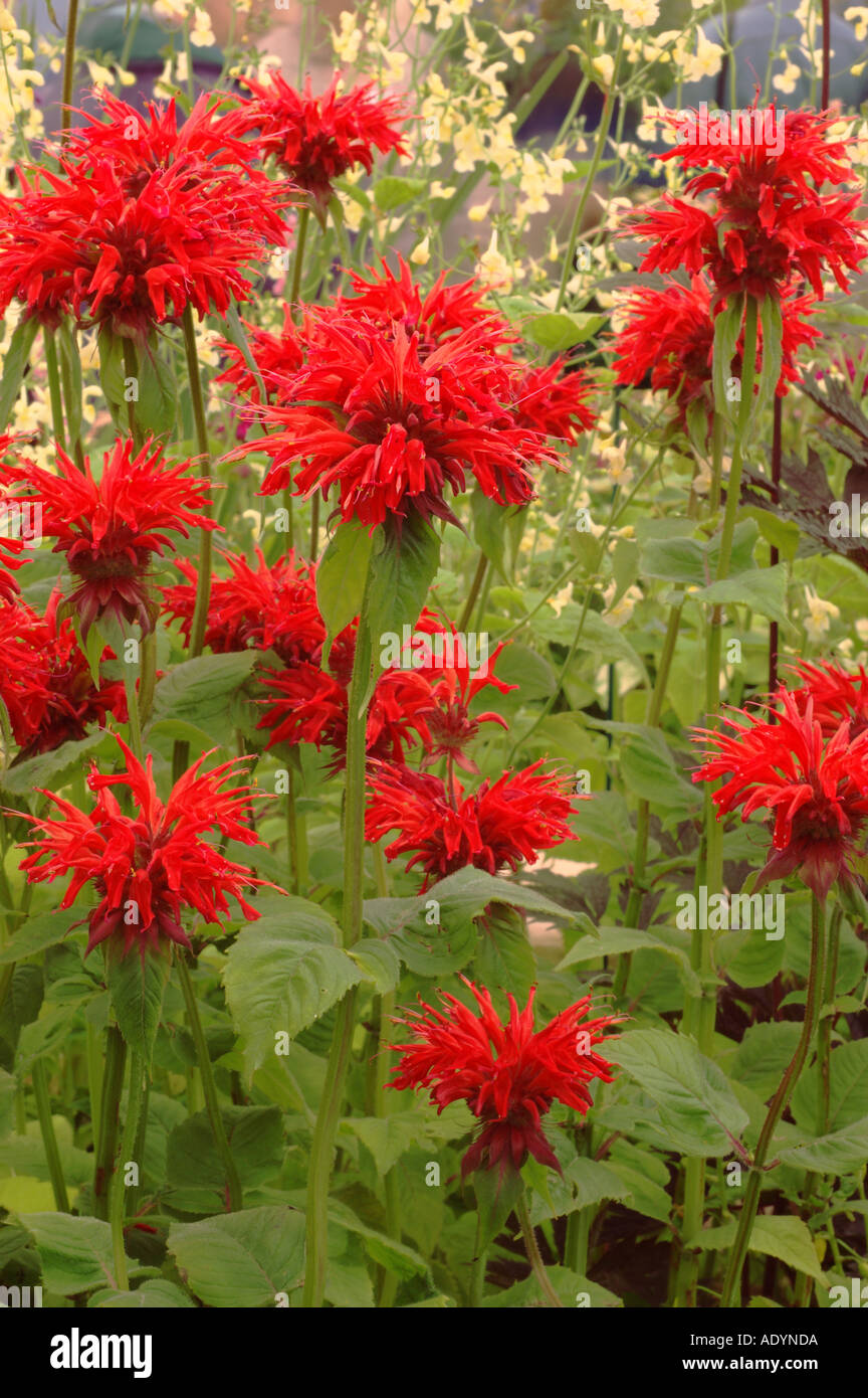 Monarda garden view scarlet bergamot hi-res stock photography and ...