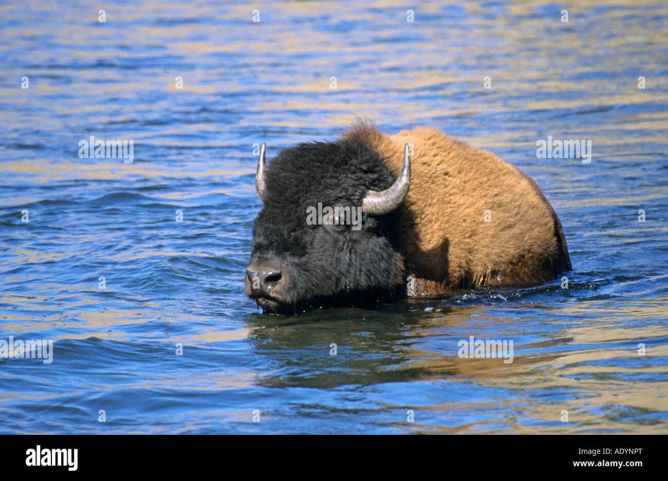 Bison Bison bison buffalo Bison swimming across a river with a ...